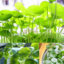 Pilea Hydrocotyle Vulgaris (x5 graines)